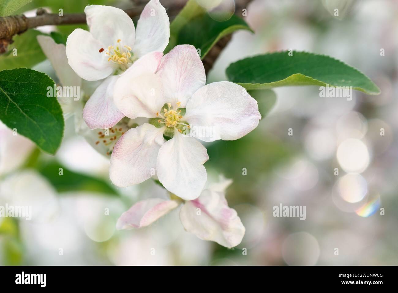 Soft sparkling wallpaper hi-res stock photography and images - Alamy