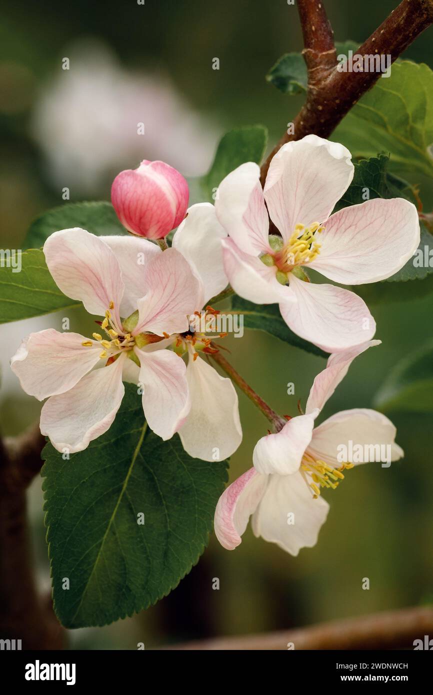 Vertical photo with a spring apple blossoms Stock Photo - Alamy