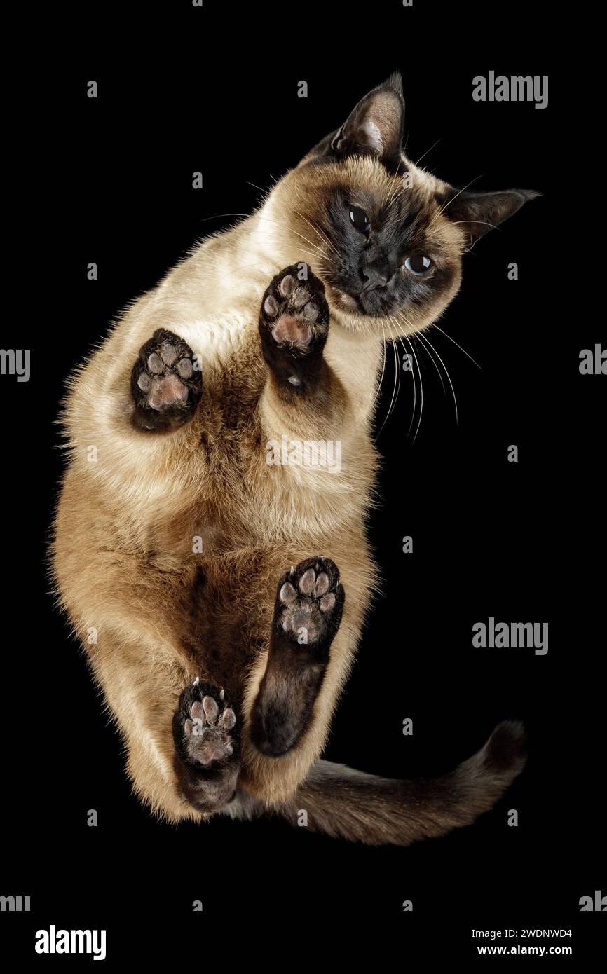 Cute Siamese cat. A view from below, stands on its paws. unusual angle ...