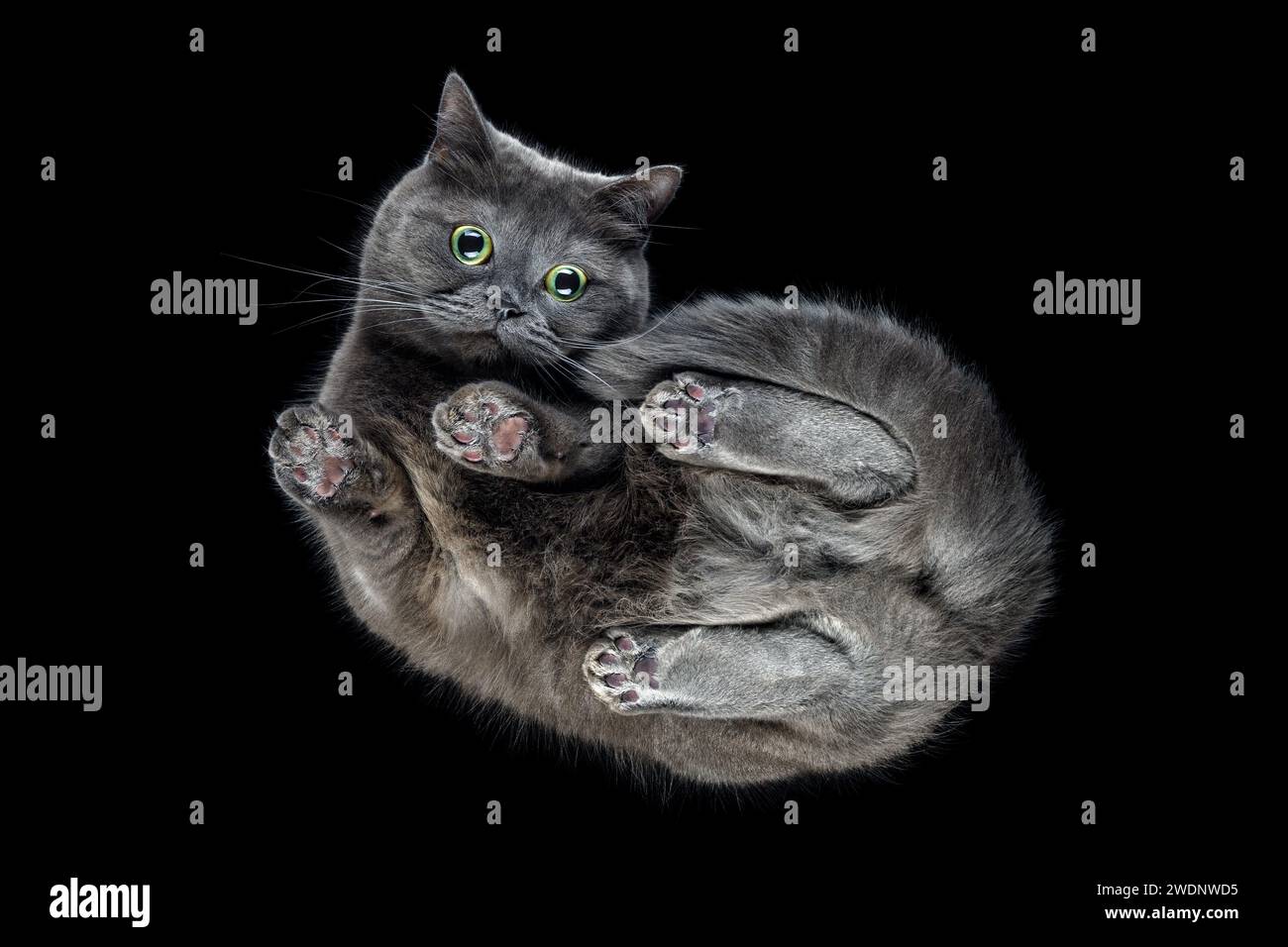 Bottom view of cute british grey cat looking at camera curiously Stock ...