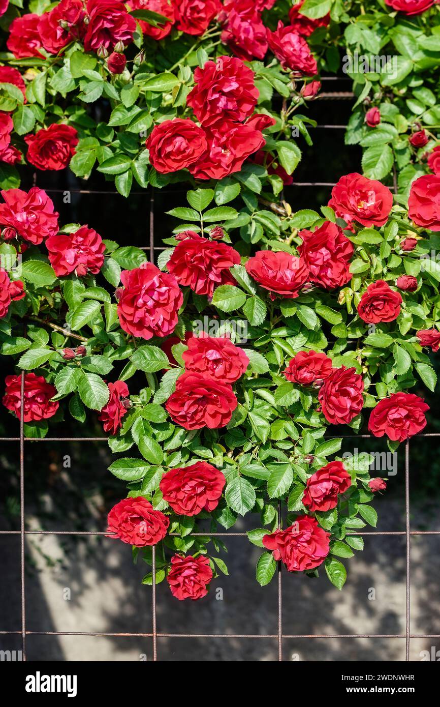 A large bunch of red roses hanging down on the trellis Stock Photo - Alamy