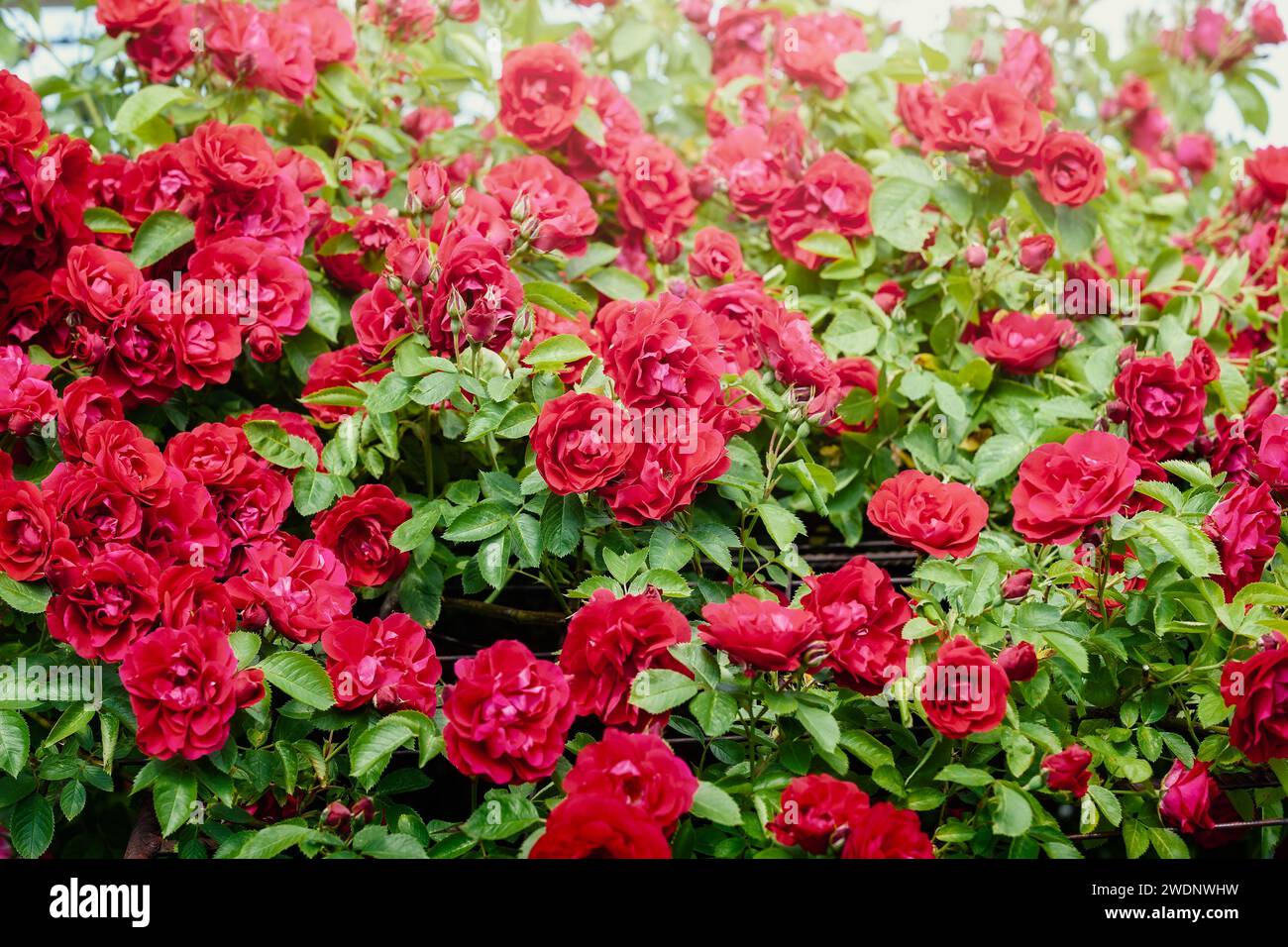 Herbaceous Border of Bright Red Roses in a Country Cottage Garden at ...