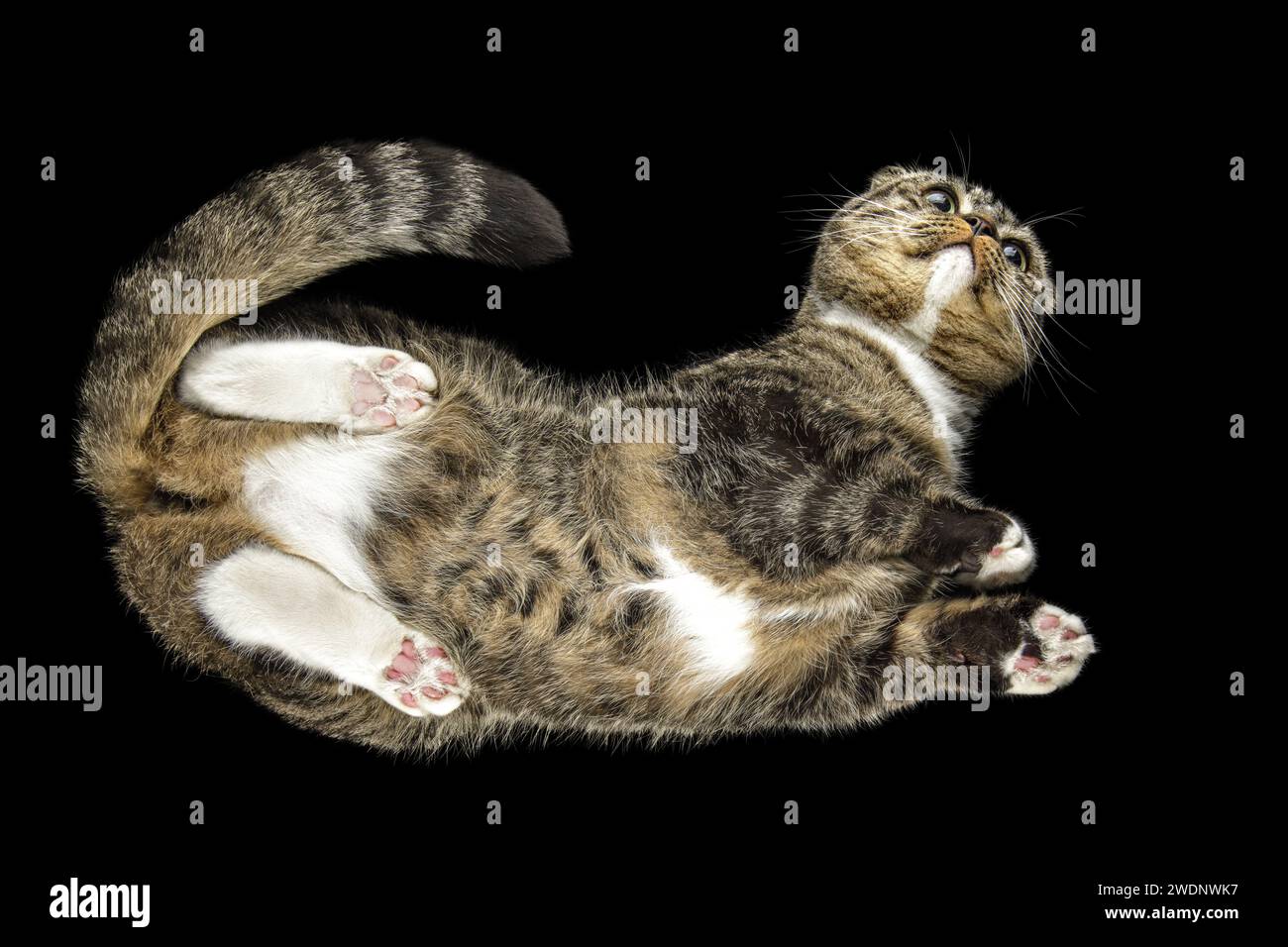 A proud cat with bent tail is photographed against a black background ...