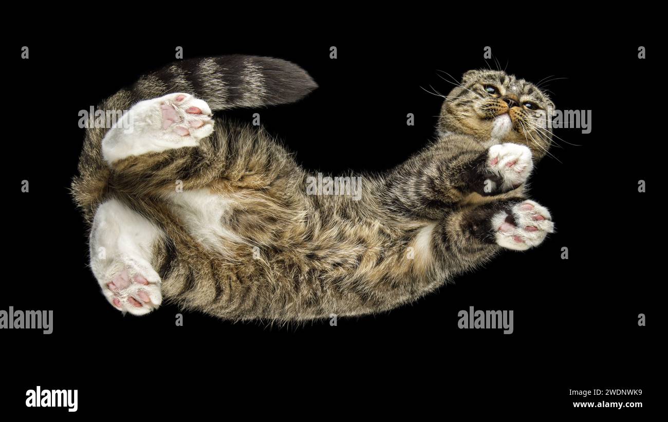 Portrait of a very flexible and long cat on a black isolated background ...