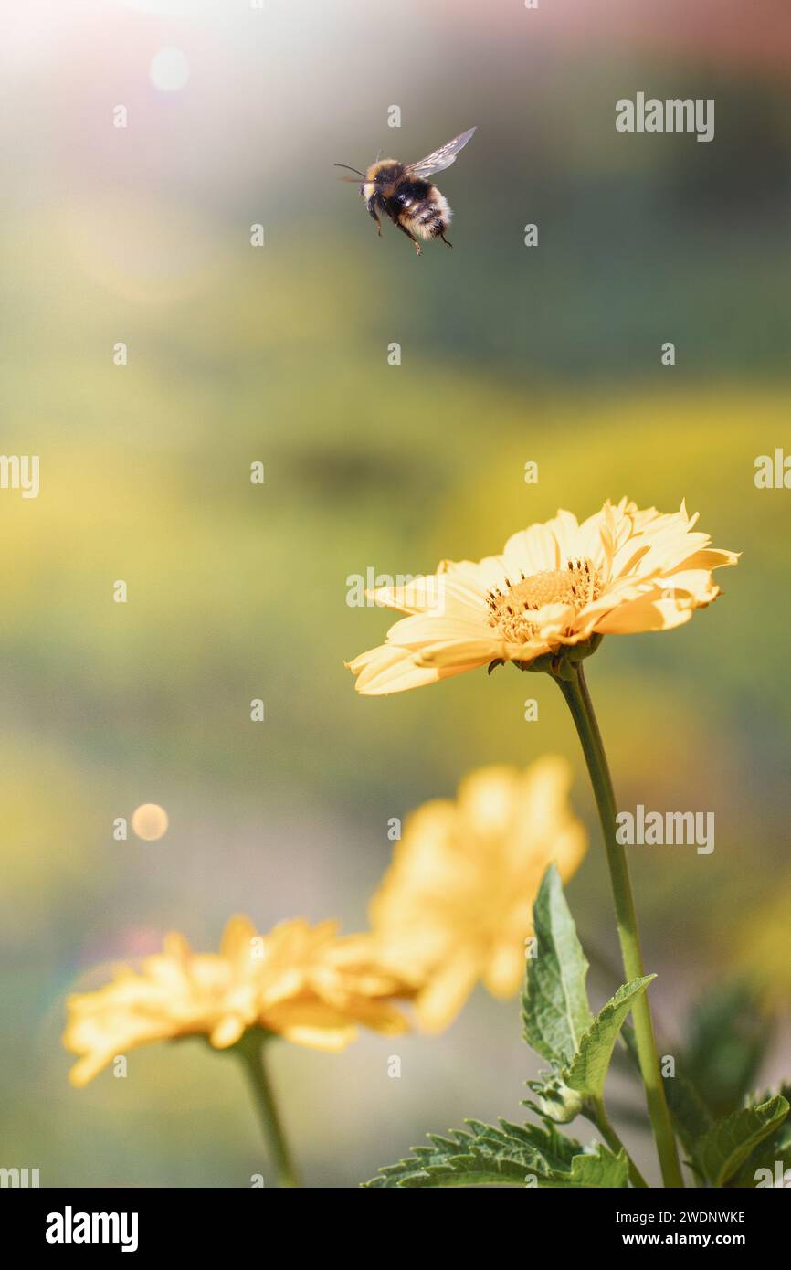 Bumblebee flying closeup hi-res stock photography and images - Alamy