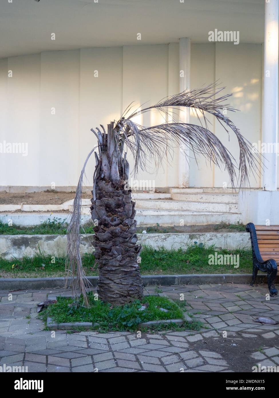 Withered palm tree. Southern dead plant. Lack of rain. The tree has ...