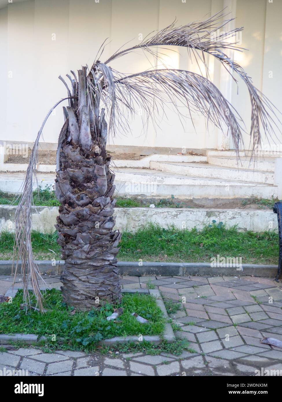 Withered palm tree. Southern dead plant. Lack of rain. Dry trunk and ...