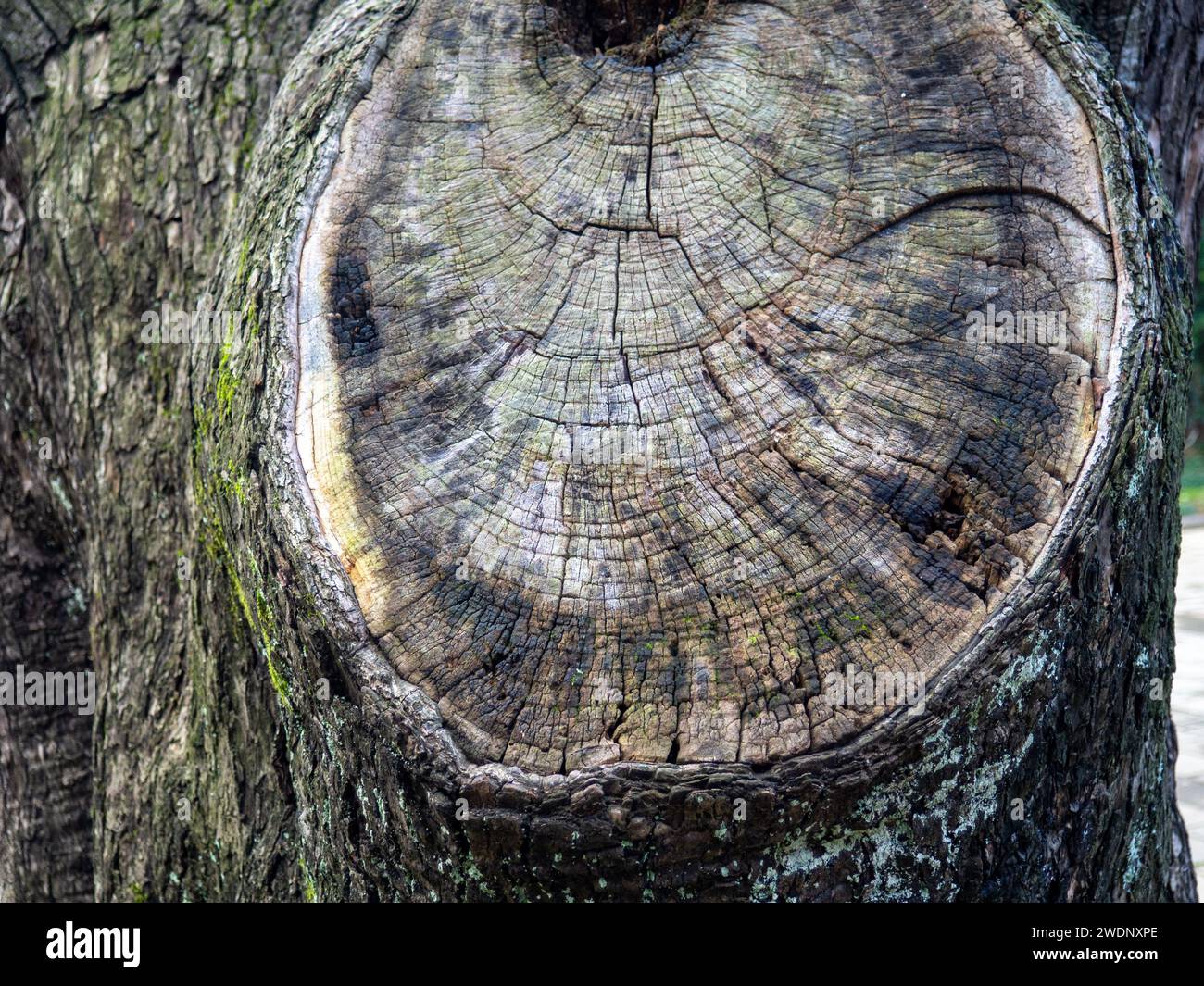 Old cut of a tree. A thick tree branch cut down long ago. The place ...