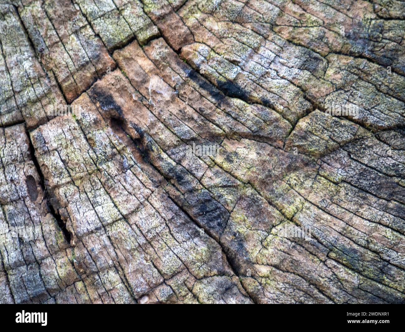 Old cut of a tree. A thick tree branch cut down long ago. The place ...