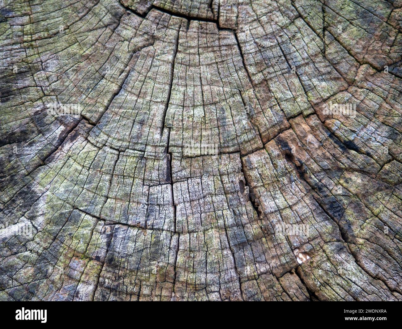 Old cut of a tree. A thick tree branch cut down long ago. The place ...