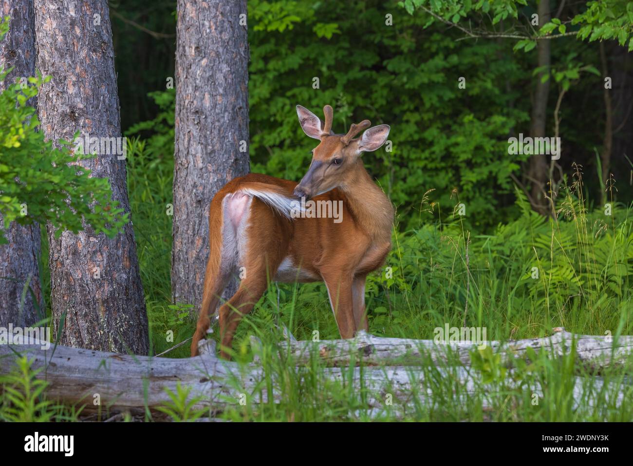 White-tailed buck grooming his tail next a northern Wisconsin woodland ...