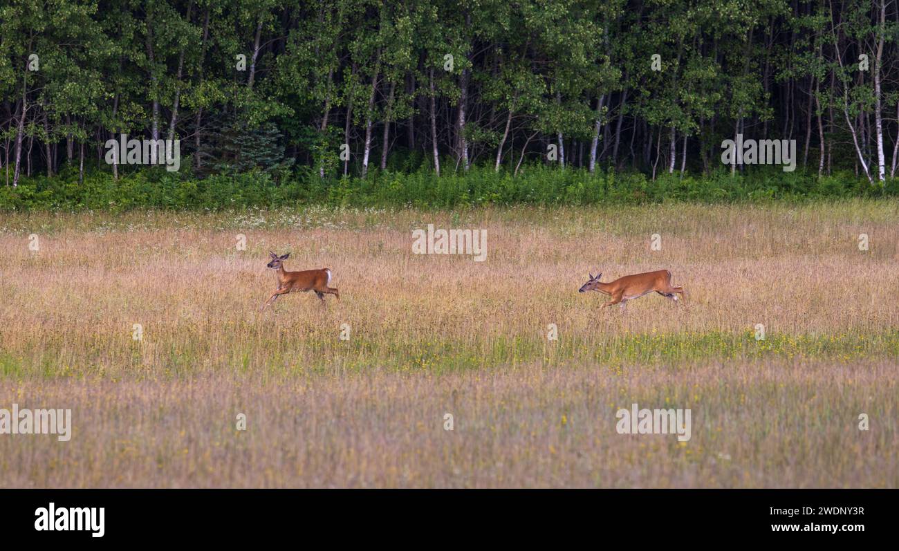 White-tailed deer running in a northern Wisconsin meadow Stock Photo ...
