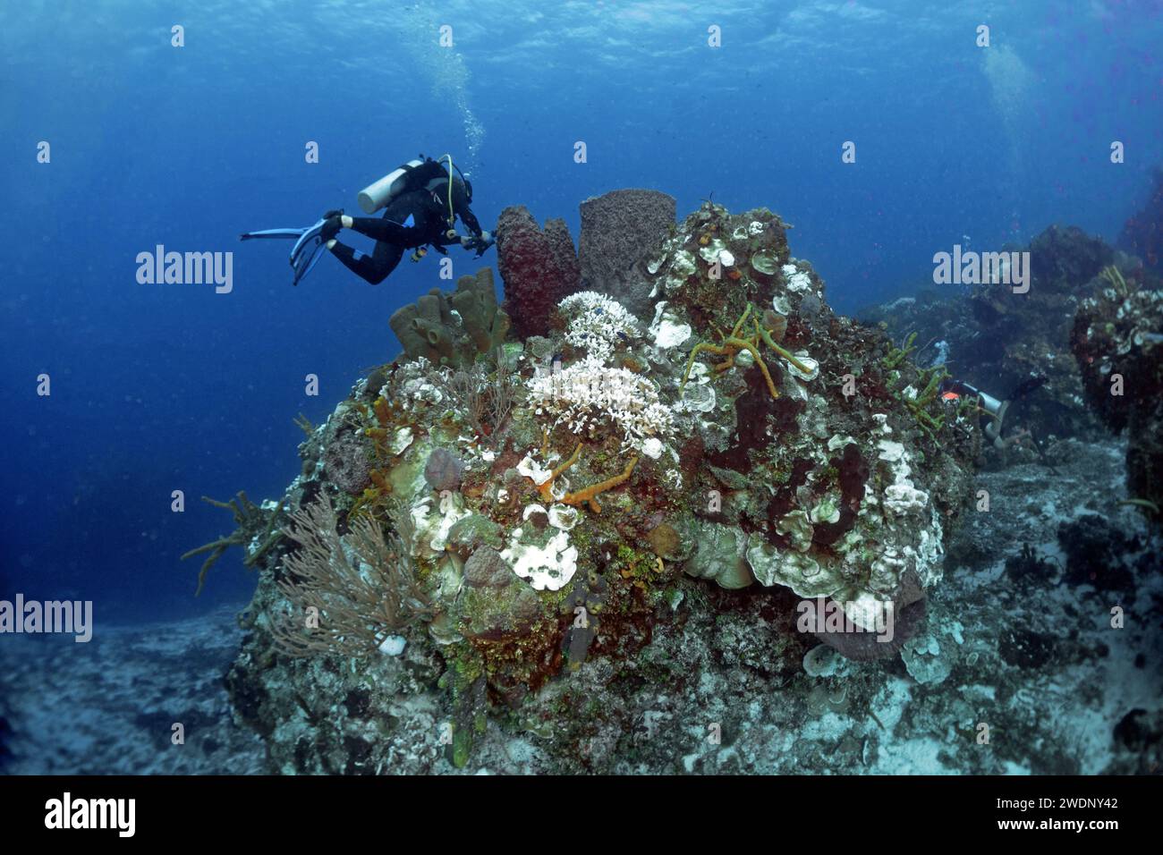 Scuba diving photos, Cozumel Stock Photo - Alamy