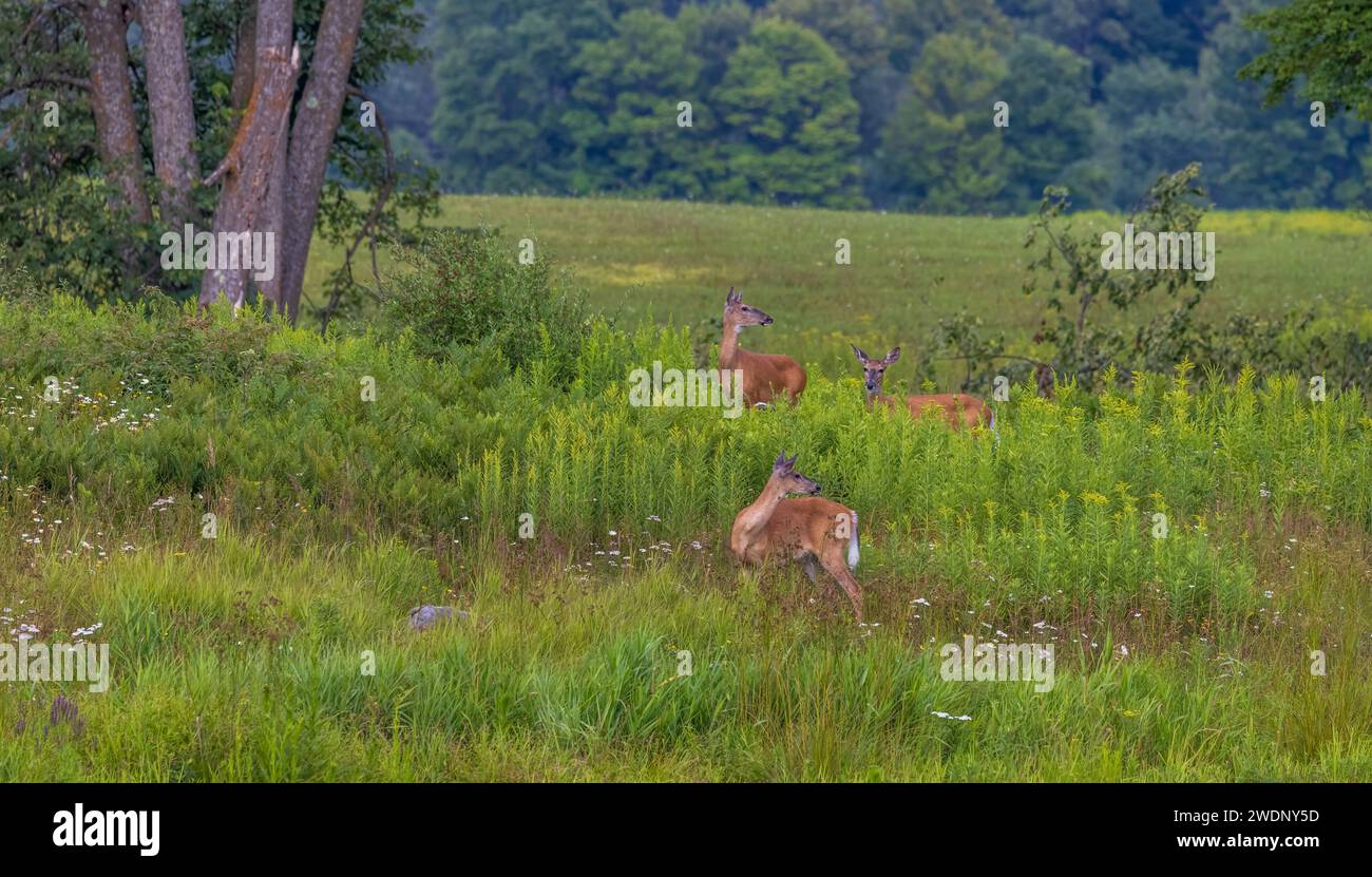 Brown deer wisconsin hi-res stock photography and images - Alamy