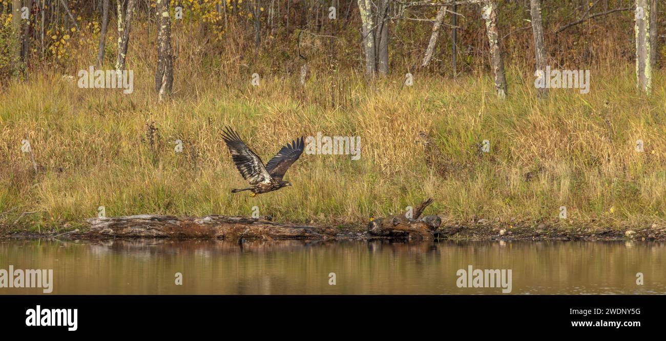 Immature bald eagle taking off from a wetland in northern Wisconsin ...