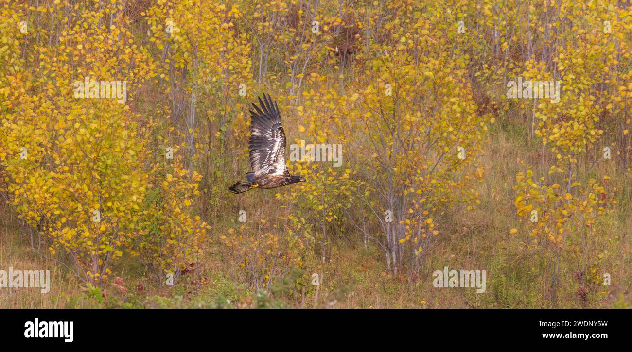 Immature bald eagle in flight on an autumn day in northern Wisconsin ...