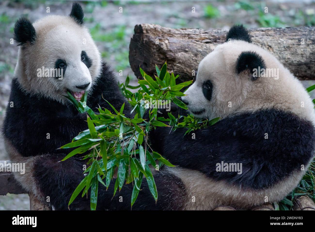 CHONGQING, CHINA - JANUARY 21, 2024 - Giant pandas "Yu Ke" Yu Ai "eat ...