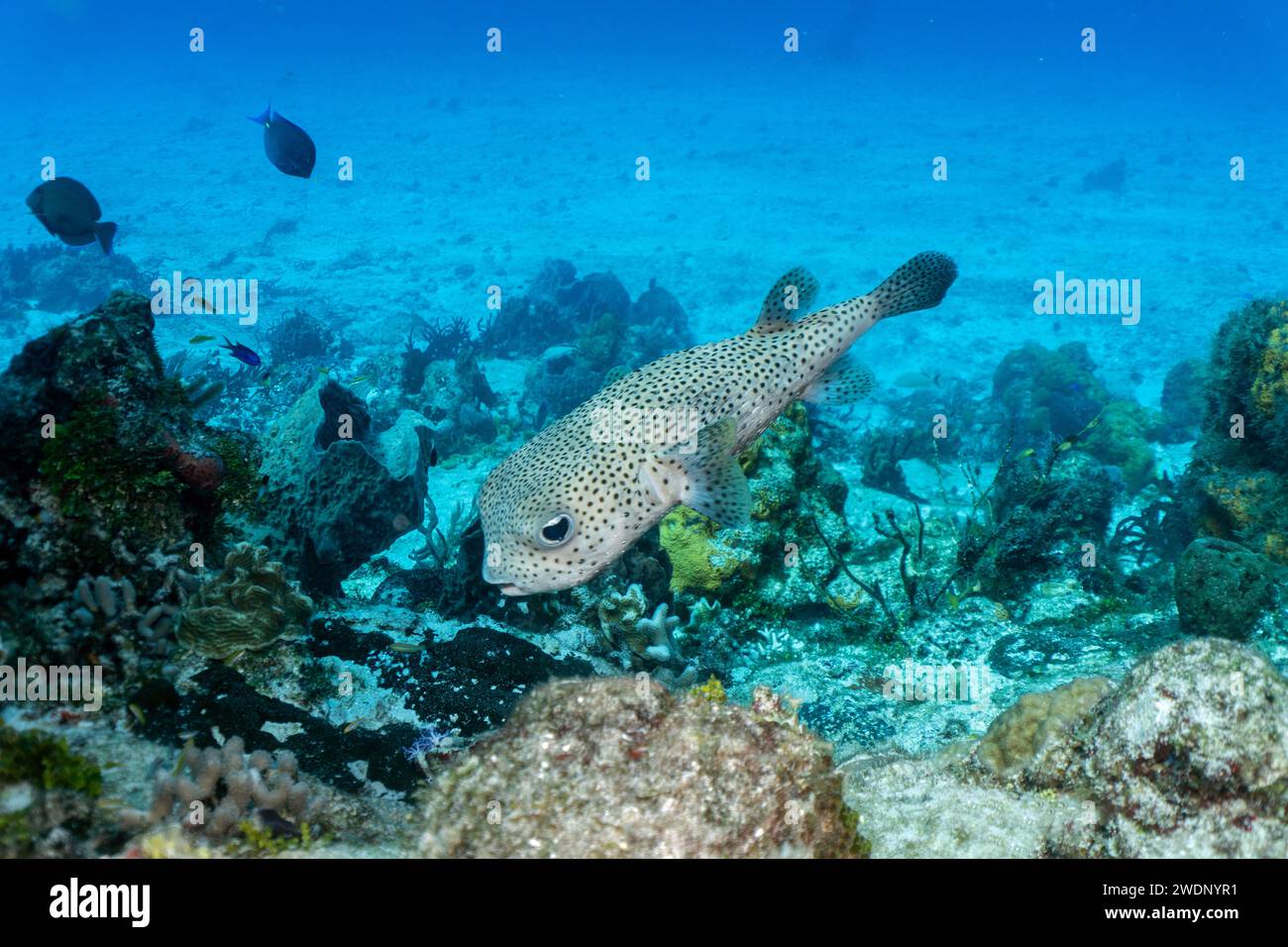 Burrfish, Scuba diving photos, Cozumel Stock Photo - Alamy