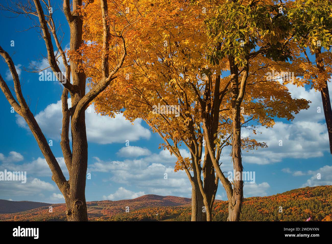 rural scene in Autumn in the Pownal Valley of Southern Vermonts Green ...