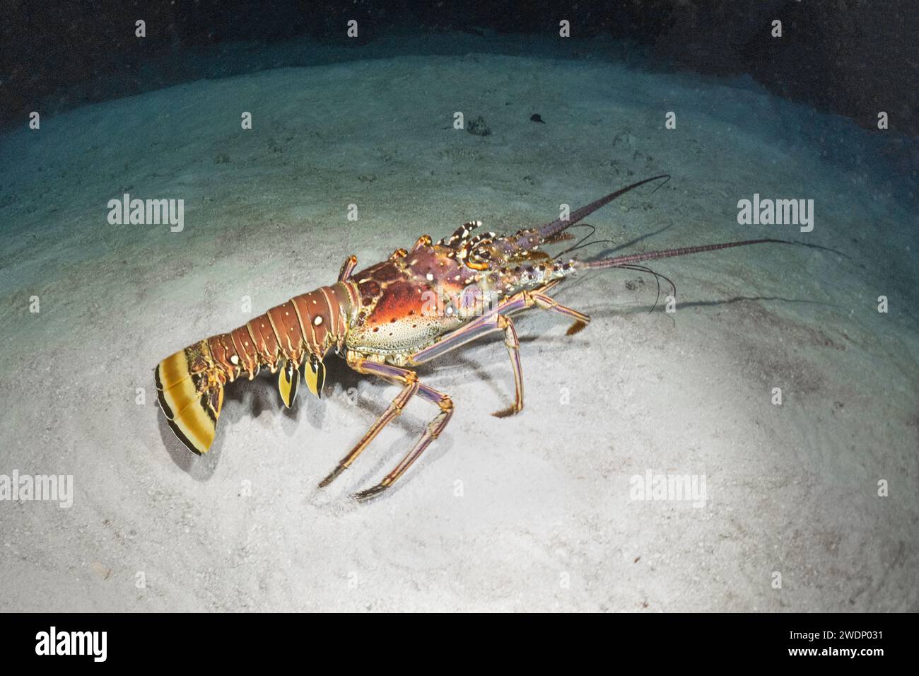 Spiny lobster, Scuba diving photos, Cozumel Stock Photo - Alamy