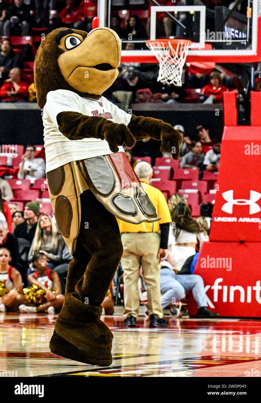 COLLEGE PARK, MD - JANUARY 21: The Maryland Terrapins mascot, Testudo ...
