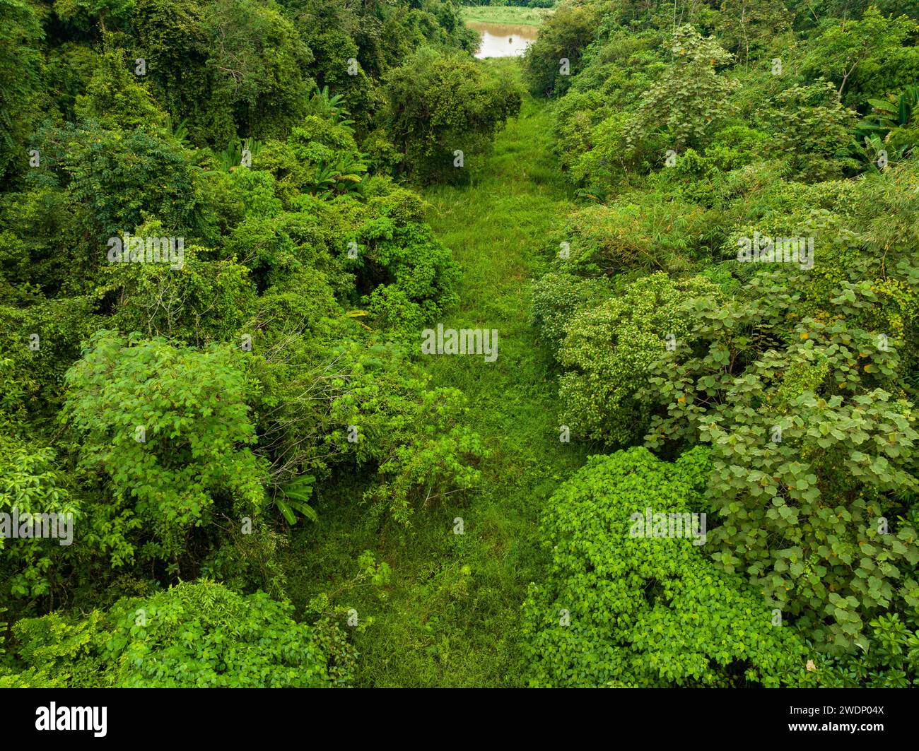 Aerial view Drone camera top view rainforest trees ecology with healthy ...