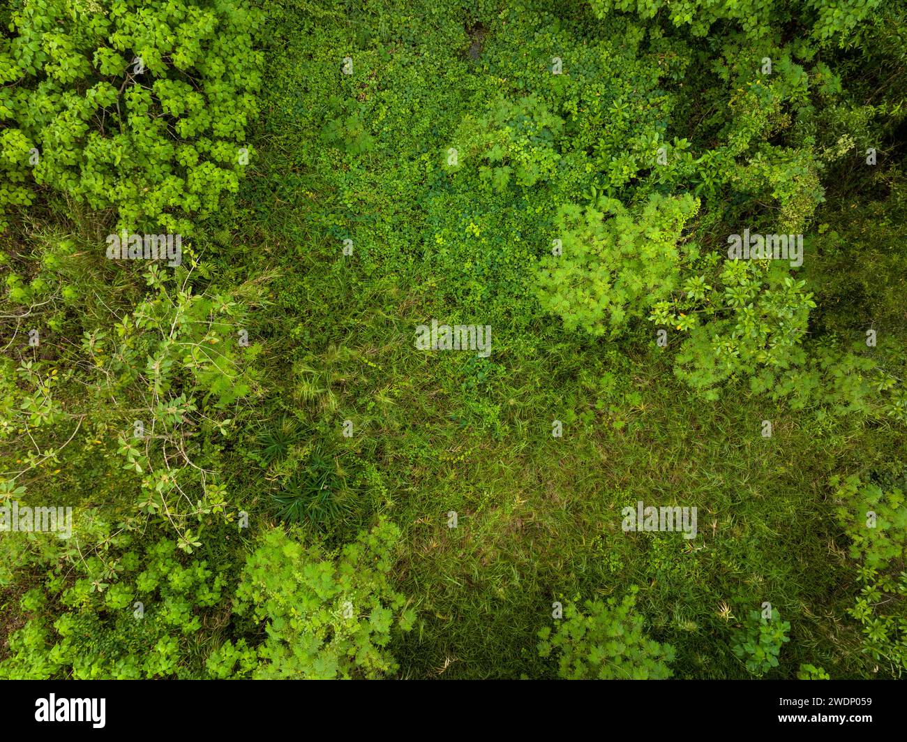 Aerial view Drone camera top view rainforest trees ecology with healthy ...