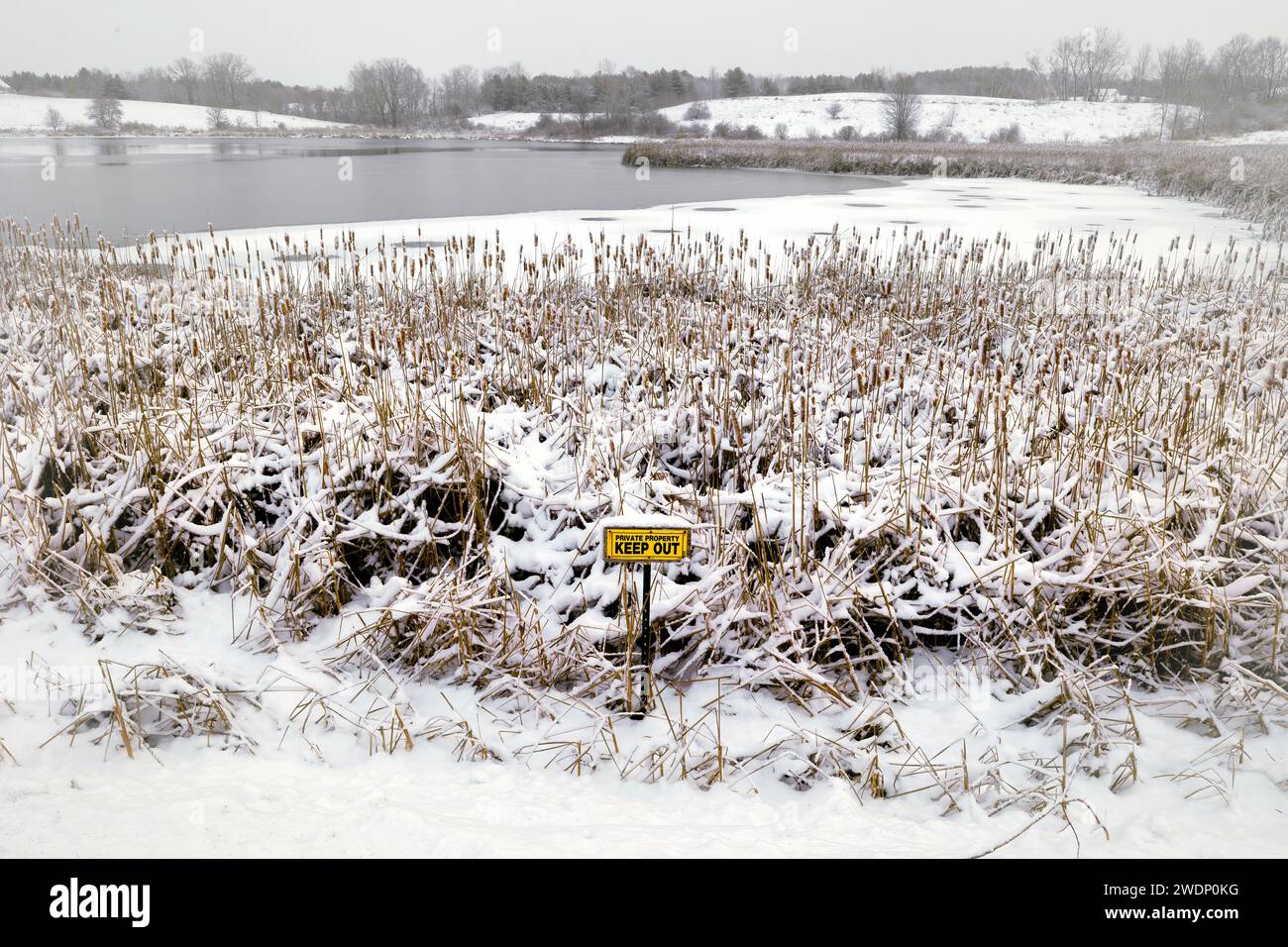 Cat tails, covered in snow as ice begins to form on Schisel Lake near ...