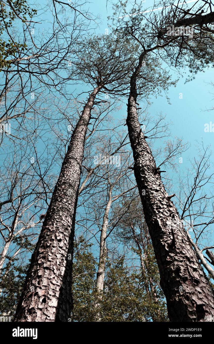 Twin Towers Trees Stock Photo - Alamy