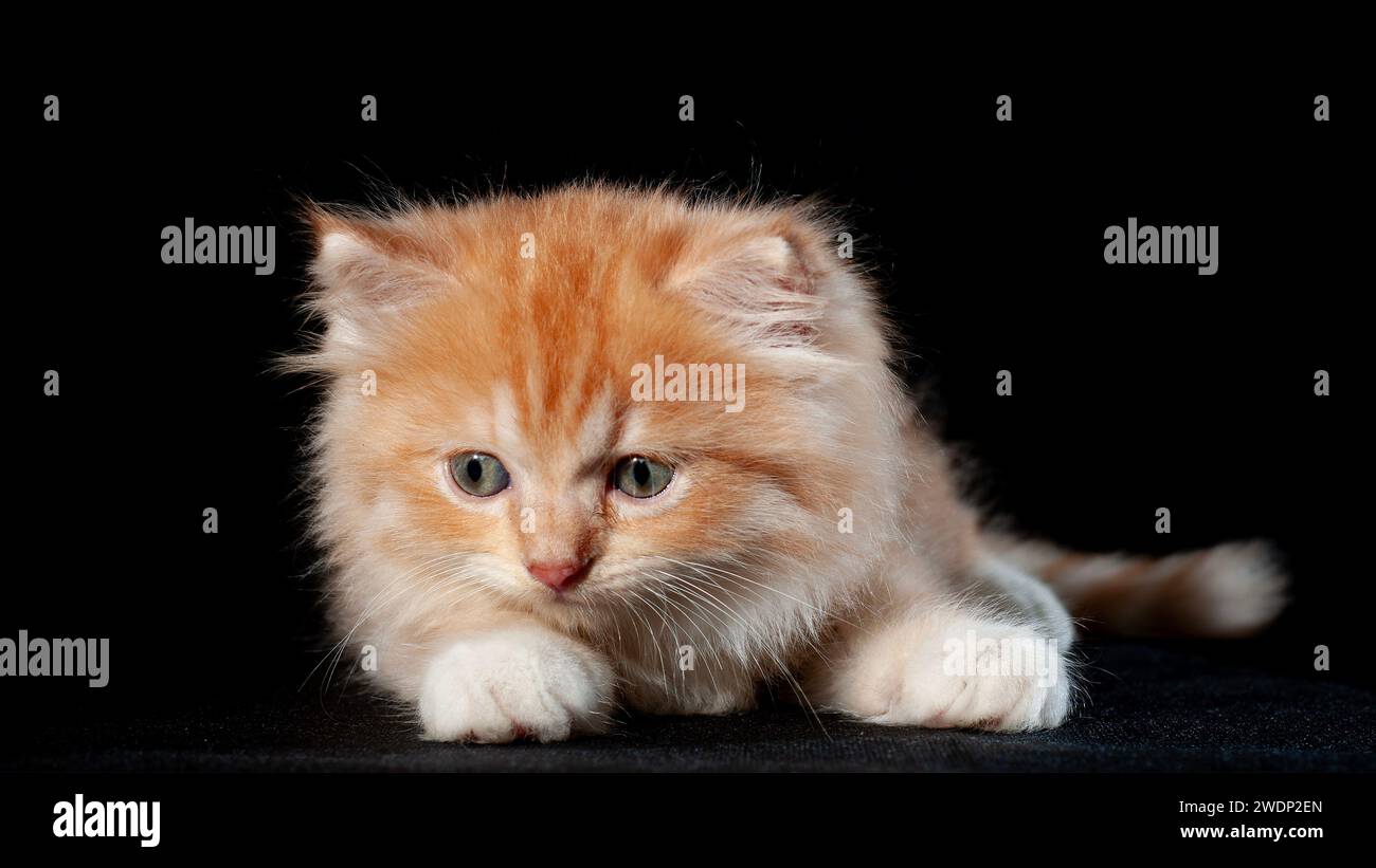 Portrait of the Persian breed kitten. Black Isolated Stock Photo - Alamy