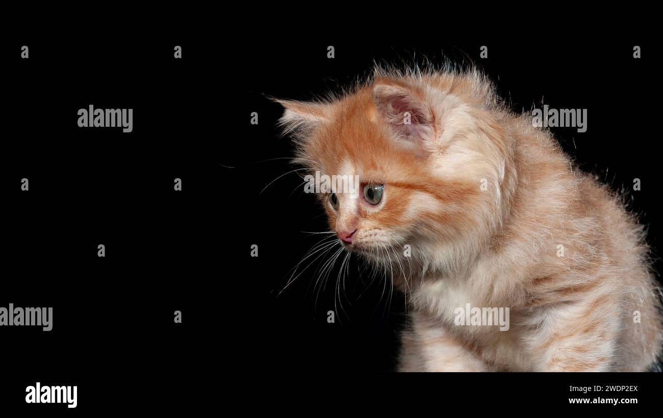 Portrait of the Persian breed kitten. Black Isolated Stock Photo - Alamy