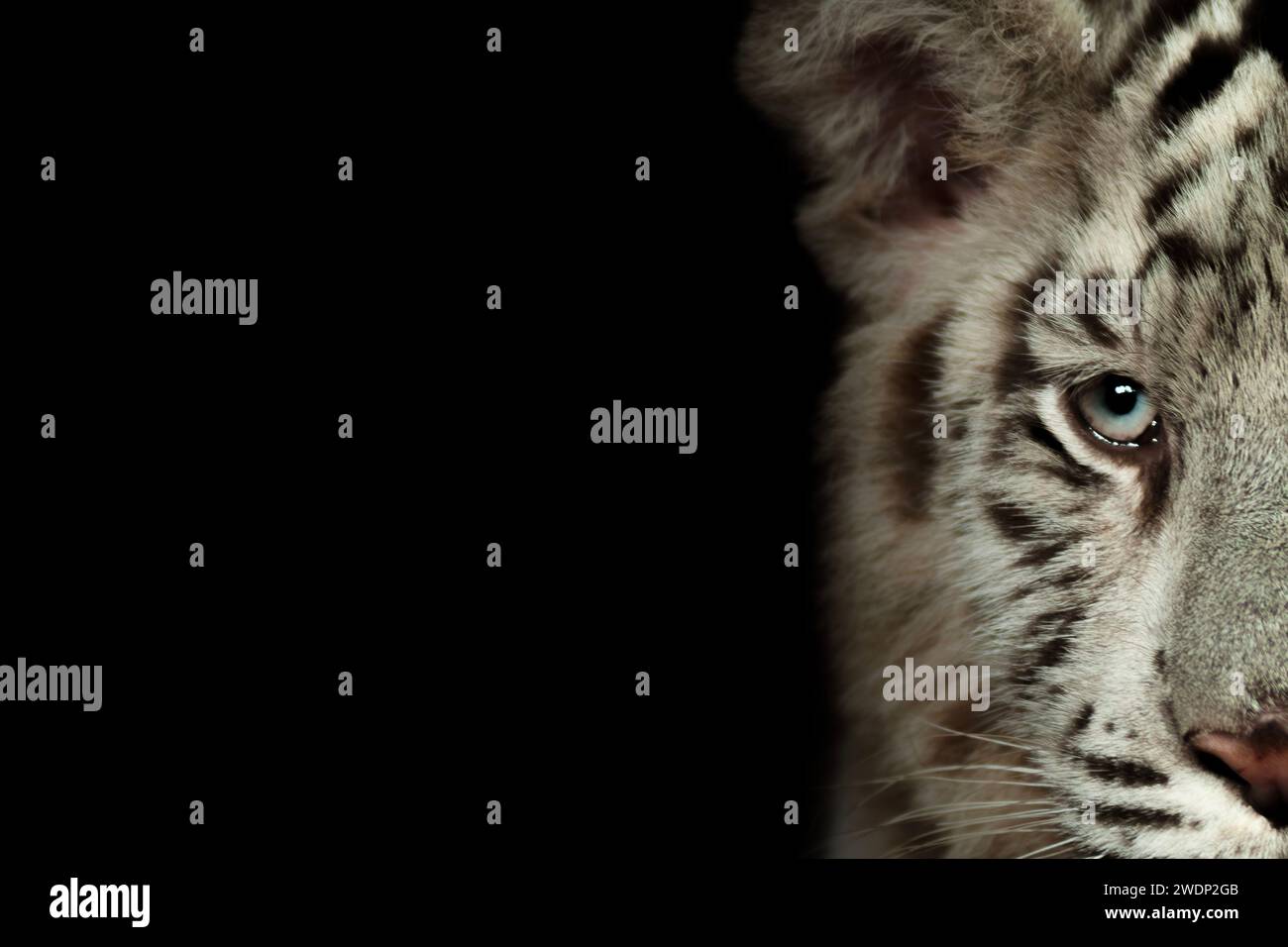 The Gaze of A Tiger Panthera tigris. Black isolated Stock Photo - Alamy