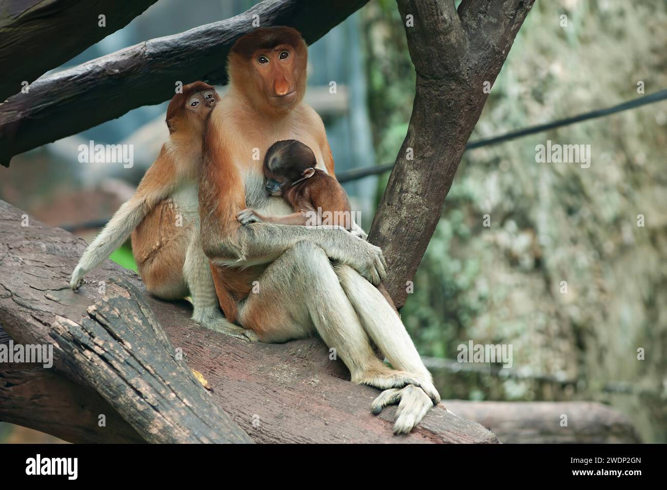 Bekantan or Nasalis larvatus was sitting with her two child Stock Photo ...