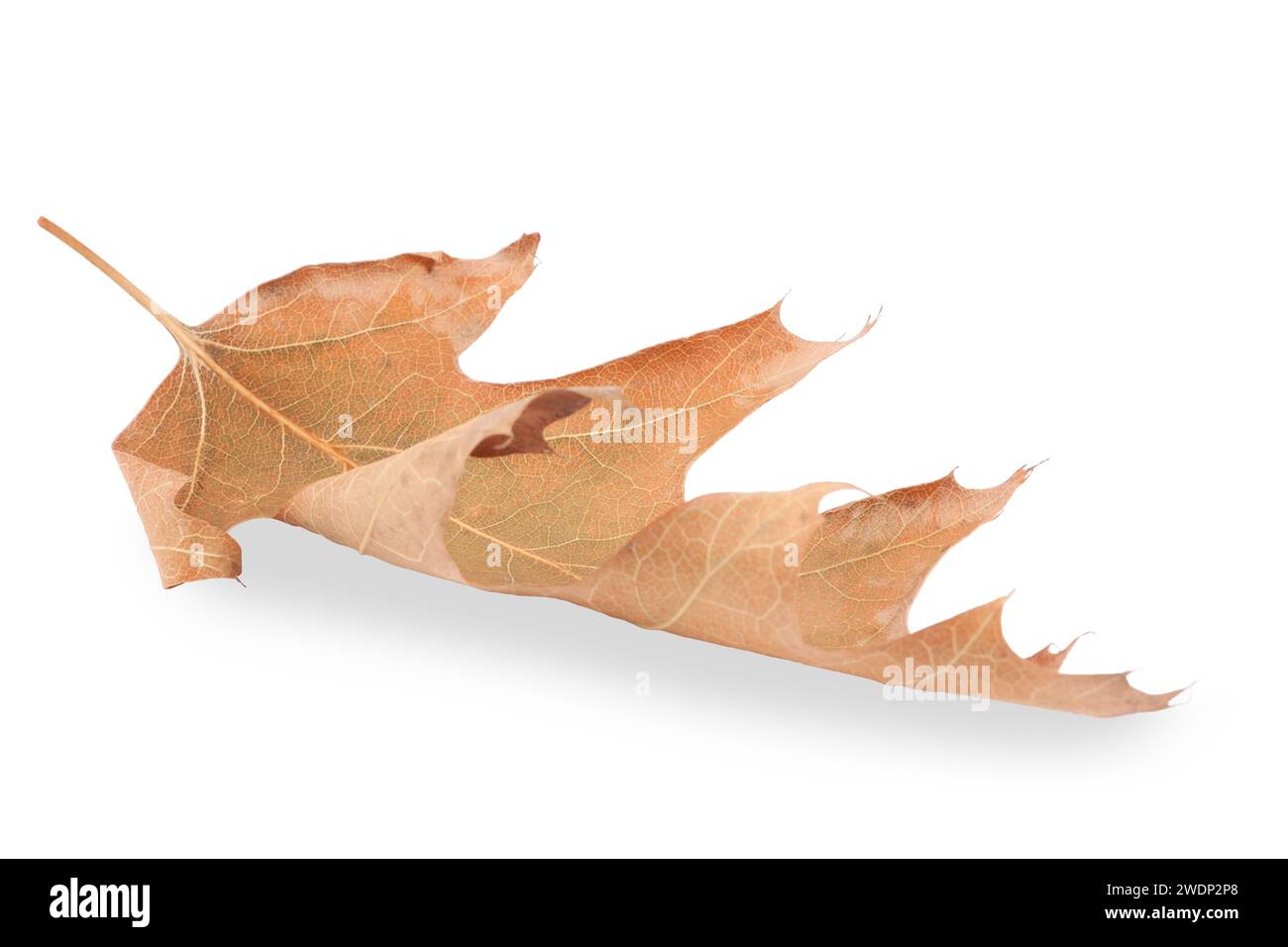One dry fallen oak leaf Cut Out Stock Images & Pictures - Alamy