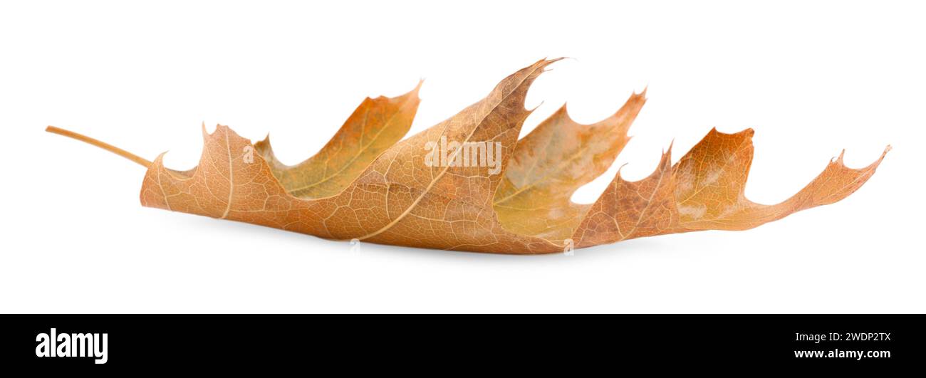 One dry autumn leaf isolated on white Stock Photo - Alamy