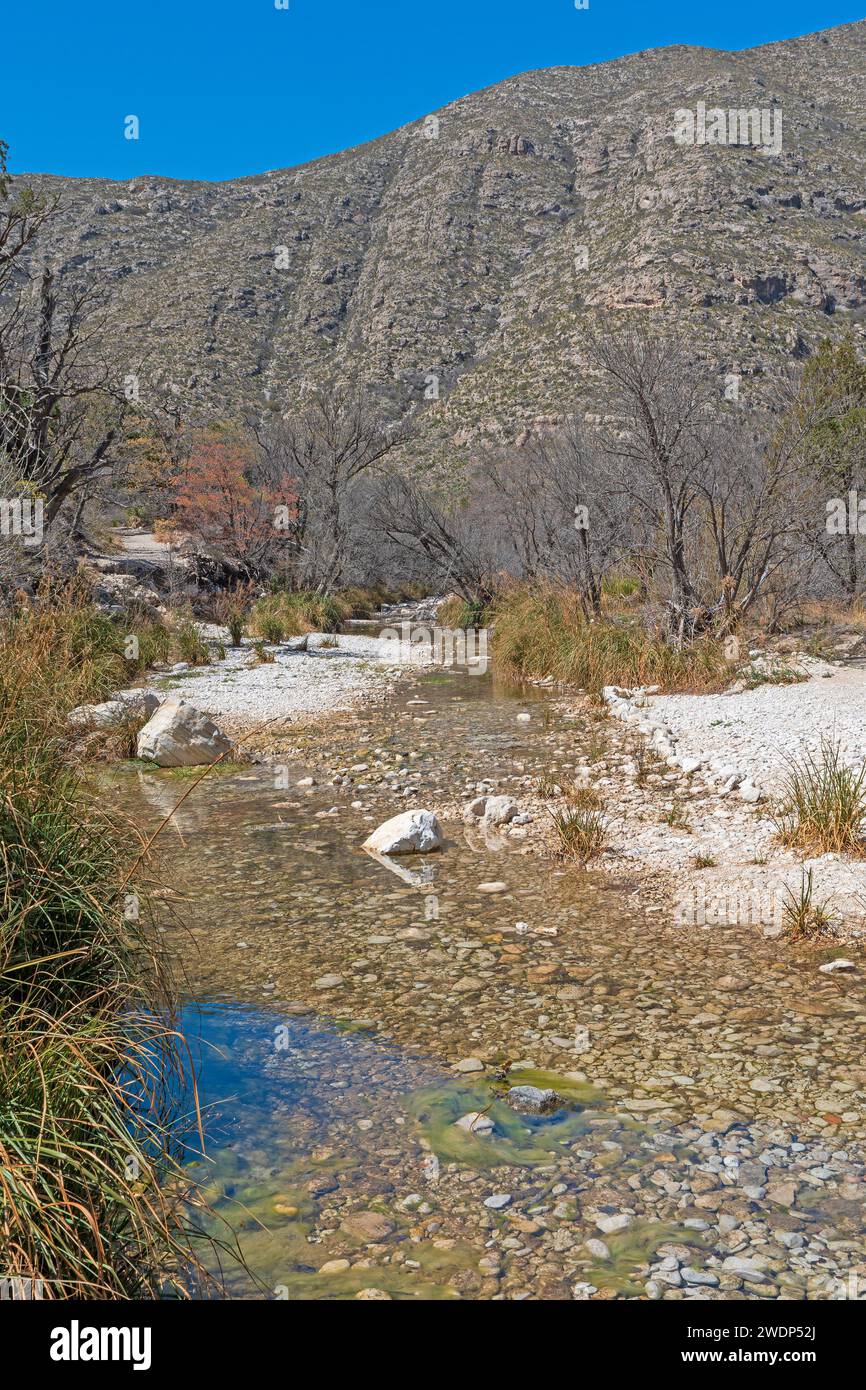 Desert Oasis in a Mountain Spring in Guadalupe Mountains National Prk ...
