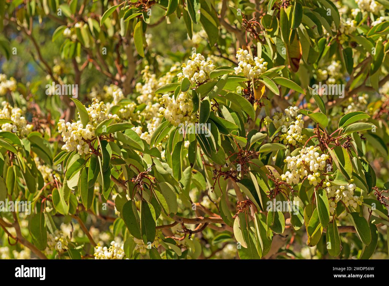Madrone tree hi-res stock photography and images - Alamy