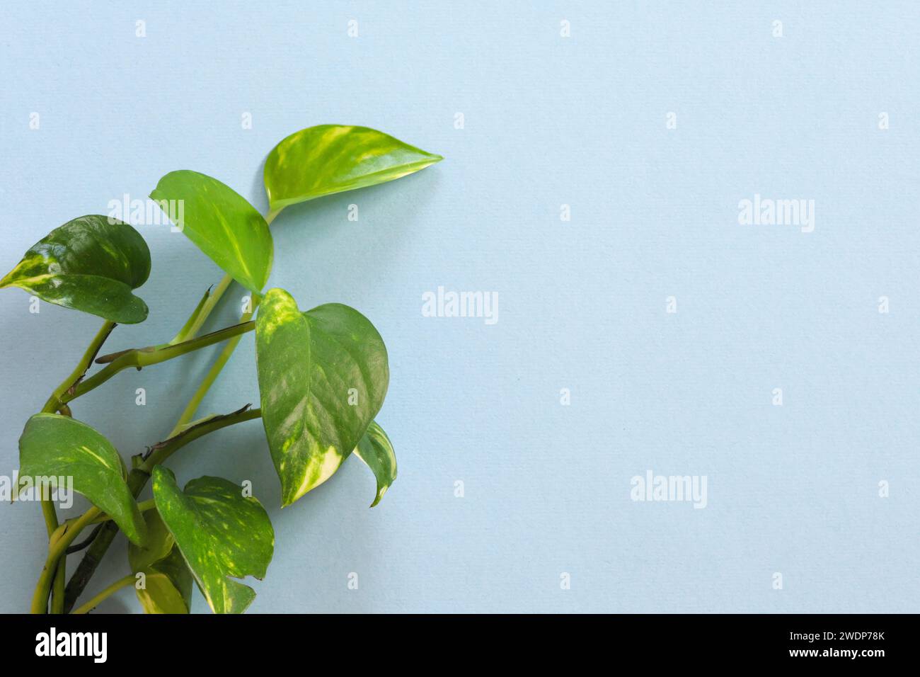 Golden pothos plant on blue background. Border design with copy space ...