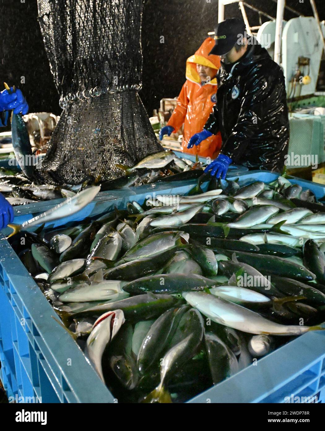 Fish are unloaded at Takojima Gyoko for the first time since the ...