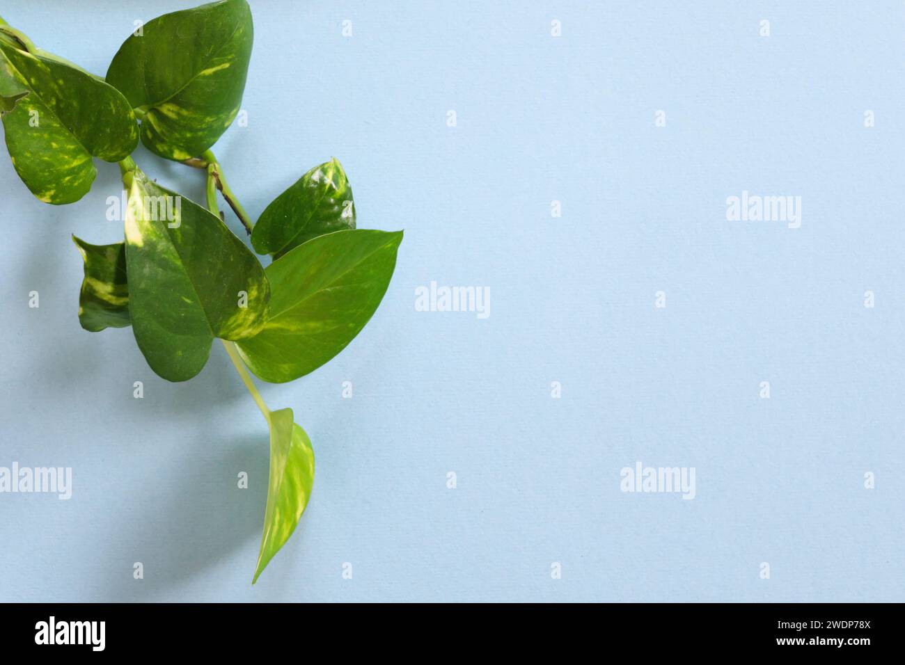 Golden pothos plant on blue background. Border design with copy space ...