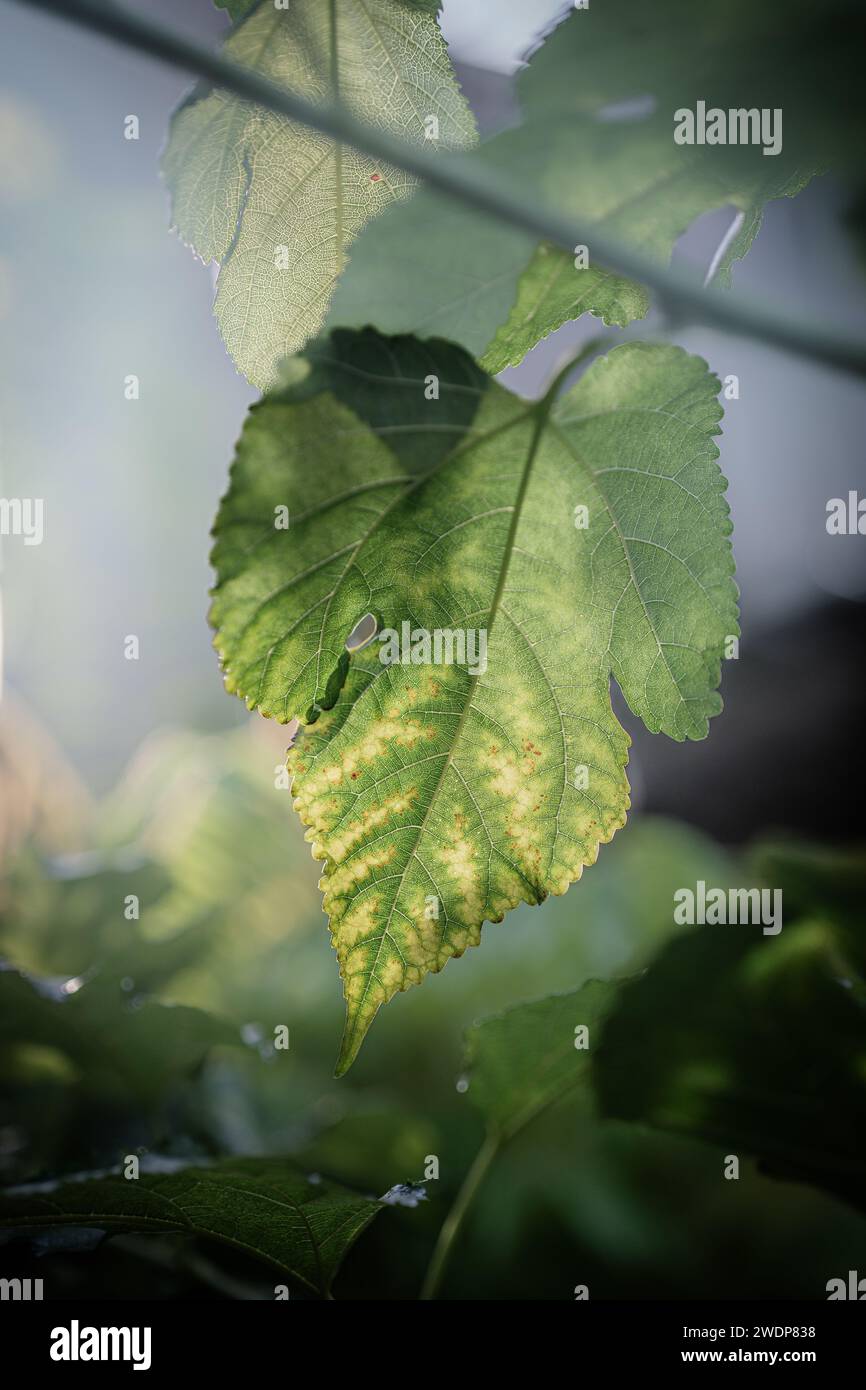 Green Lime Tree Leaf. Backgrounds and Textures Stock Photo - Alamy