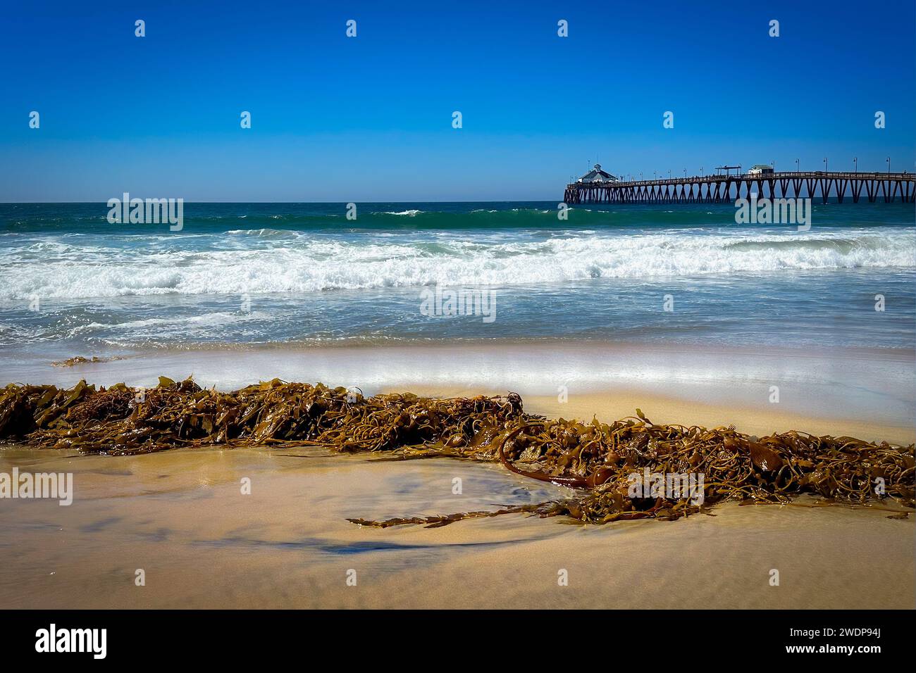 Phone blue seaweed in hi-res stock photography and images - Alamy