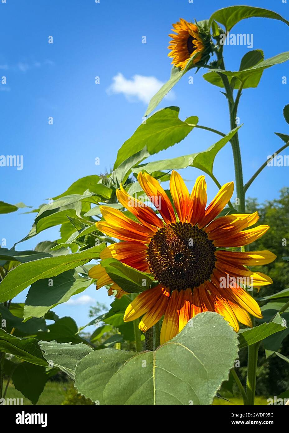 A sunflower stands in a small patch near Wilke Lake at the southern end ...