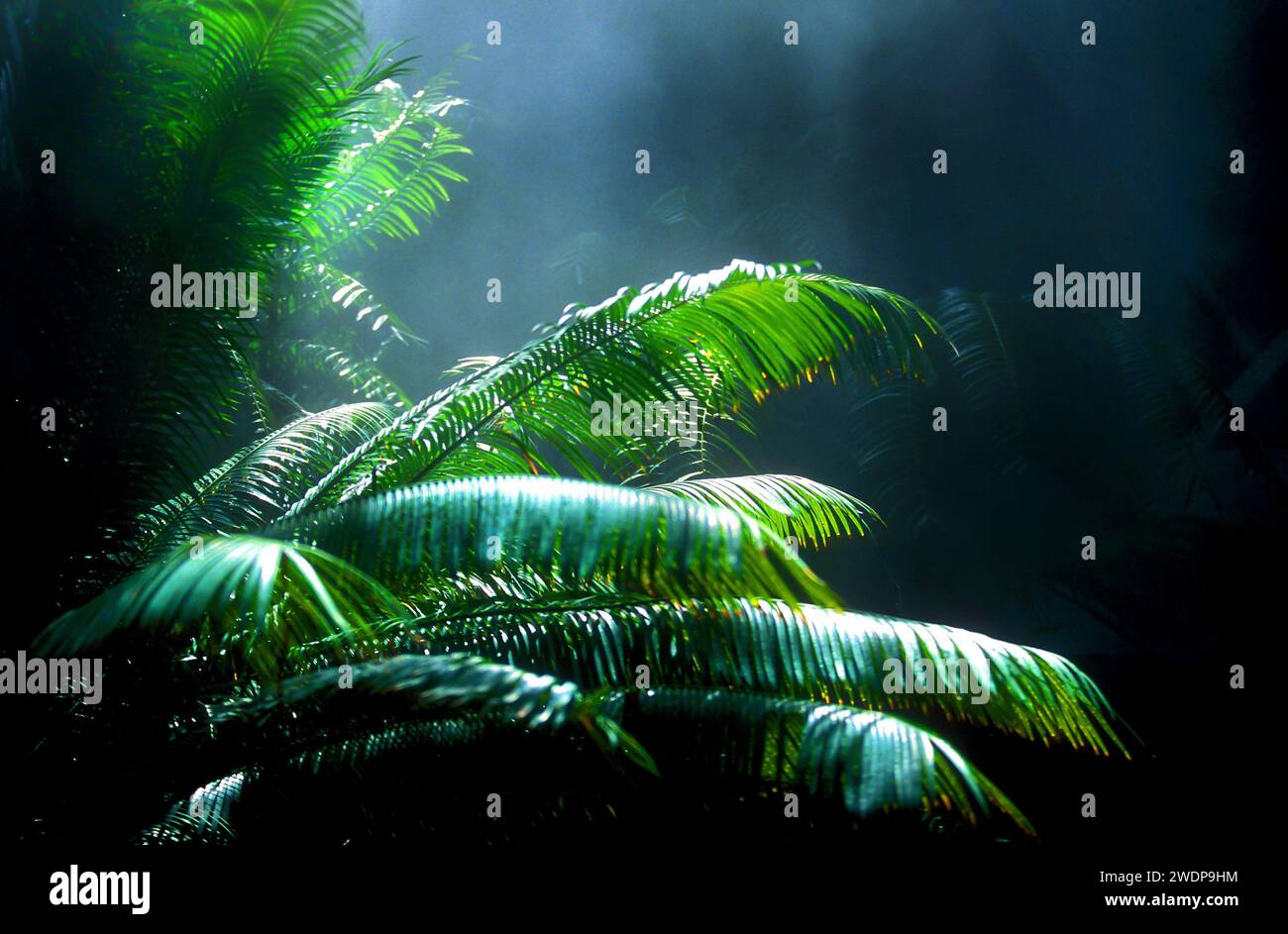 Tree fern in the rain forest hi-res stock photography and images - Alamy