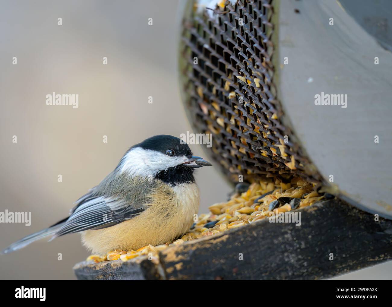 Black-capped chickadee sitting on a wooden feeder full of various seeds, close-up Stock Photo ...