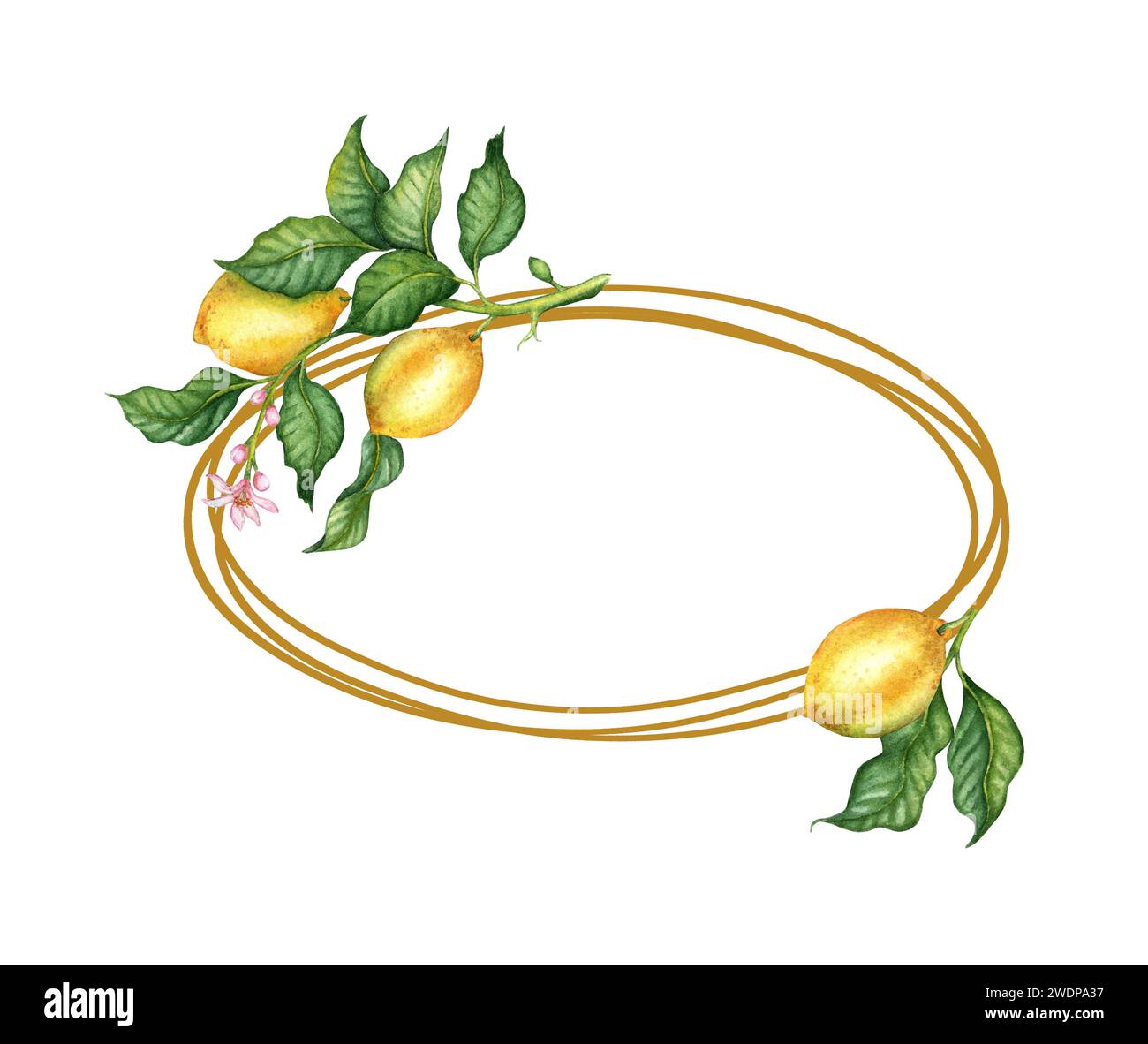Oval frame Lemons are yellow, juicy, ripe, with green leaves, flower ...