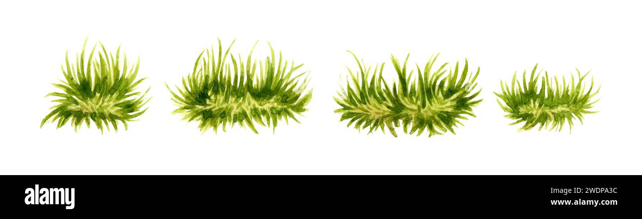 Watercolor illustration of green fluffy grass. Element of natural lawn ...