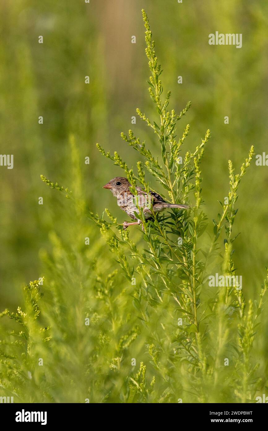 Juvenile house finch hi-res stock photography and images - Alamy