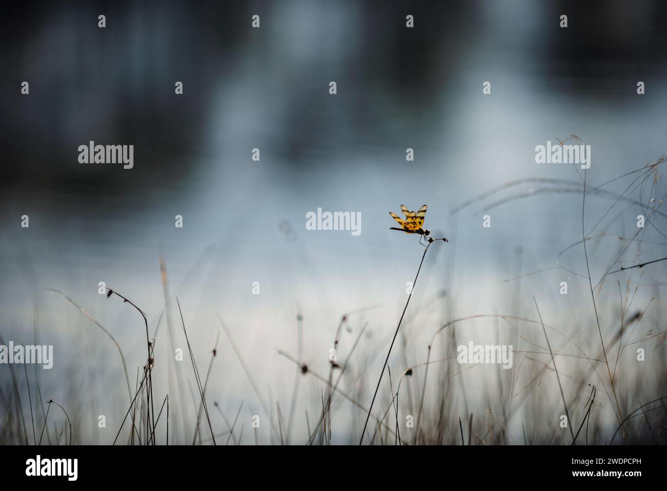 Dragonfly at Long Pine Key Lake in the Everglades Stock Photo - Alamy