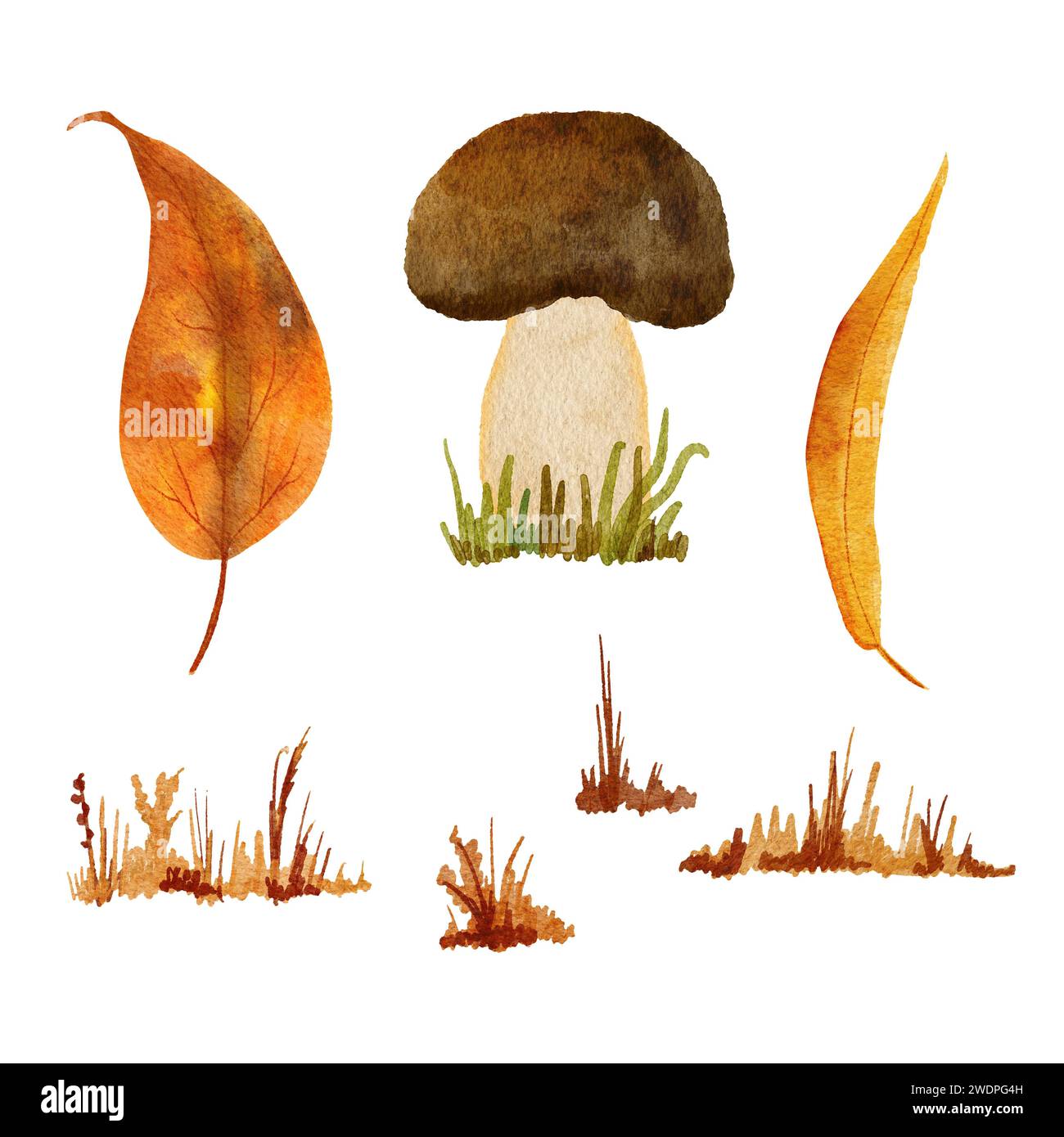 Hand drawn illustration of summer brown mushroom with grass herbs ...